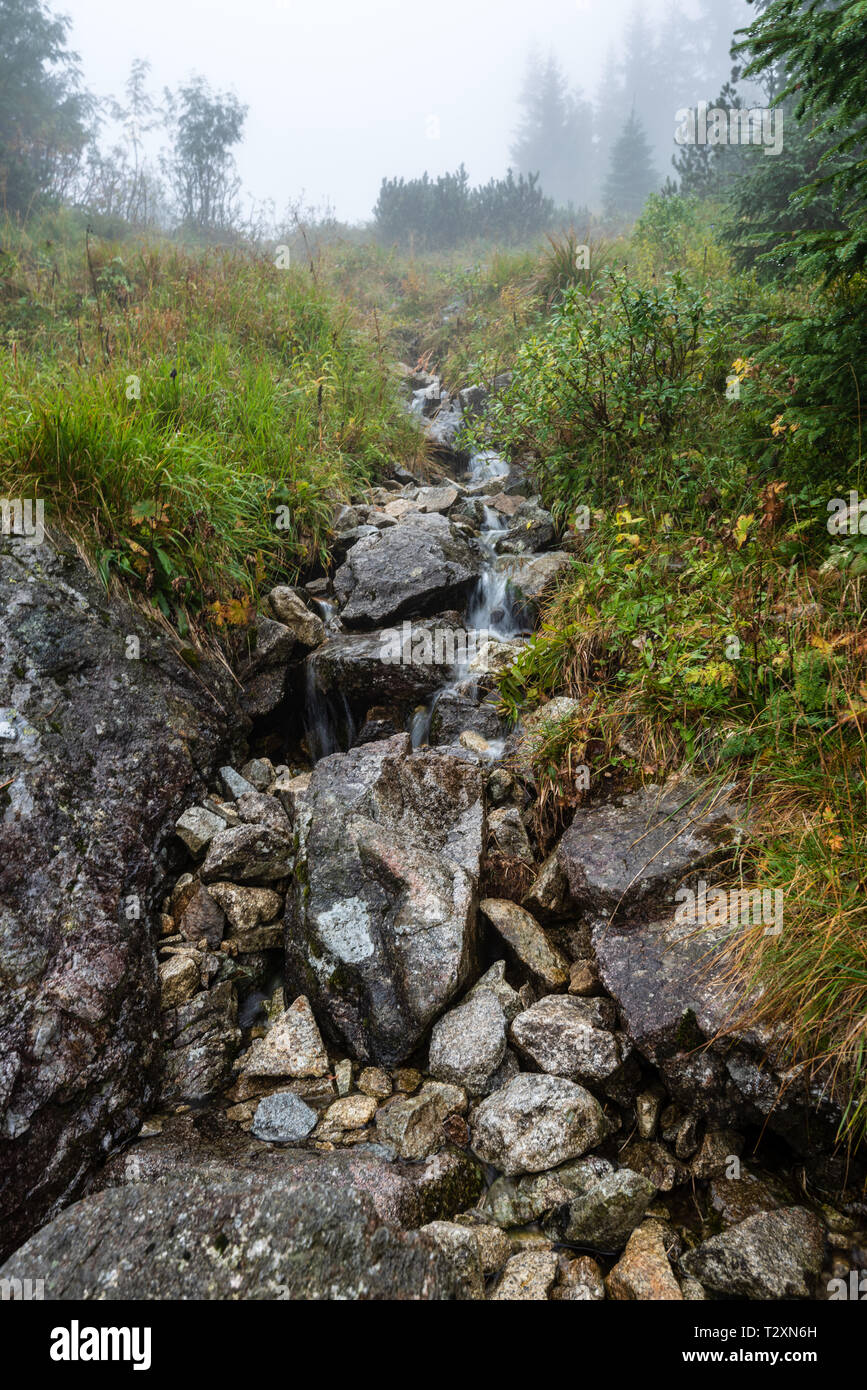 walking in wet misty autumn forest with fog and old trees. rain coming ...
