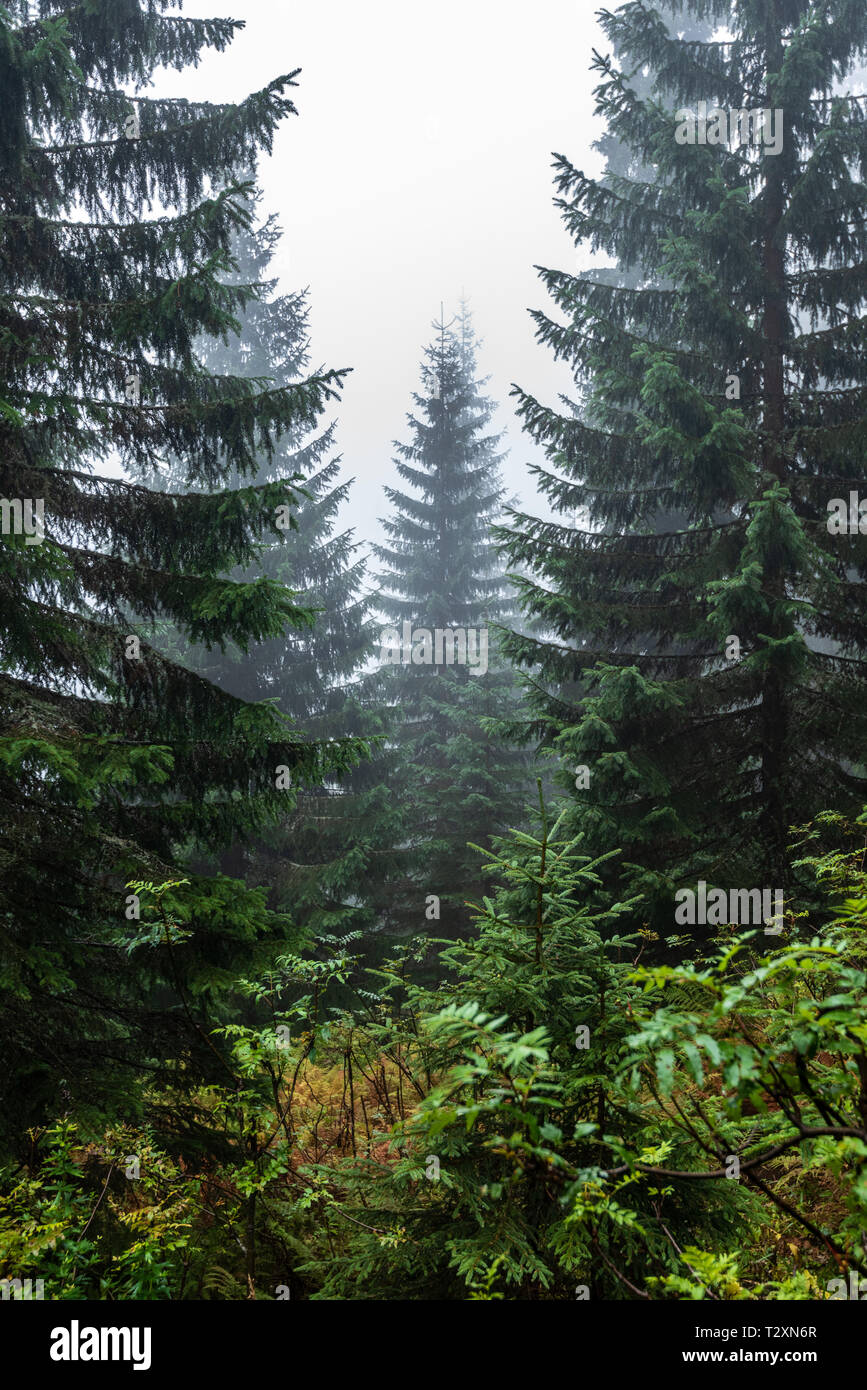 walking in wet misty autumn forest with fog and old trees. rain coming ...