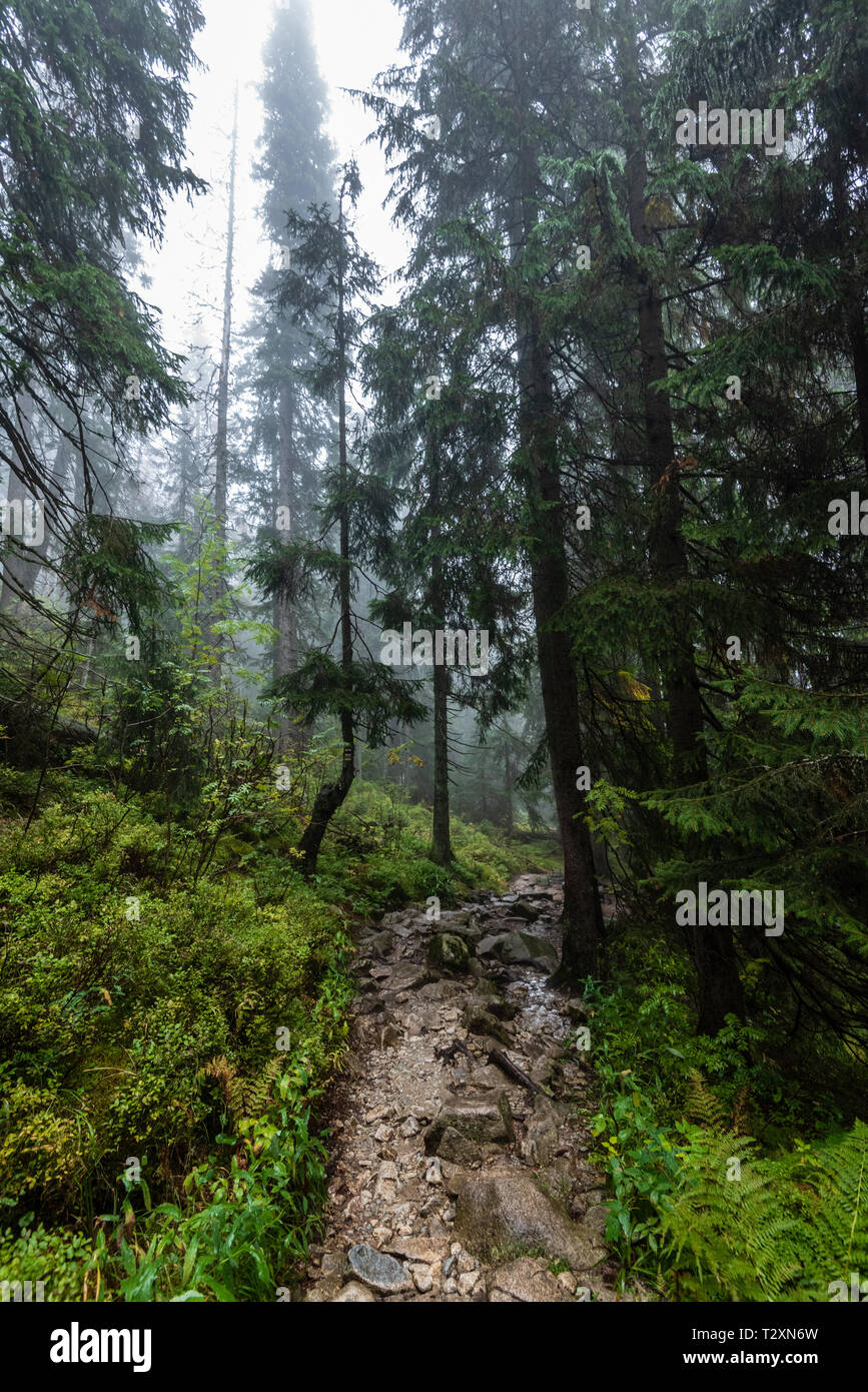walking in wet misty autumn forest with fog and old trees. rain coming ...