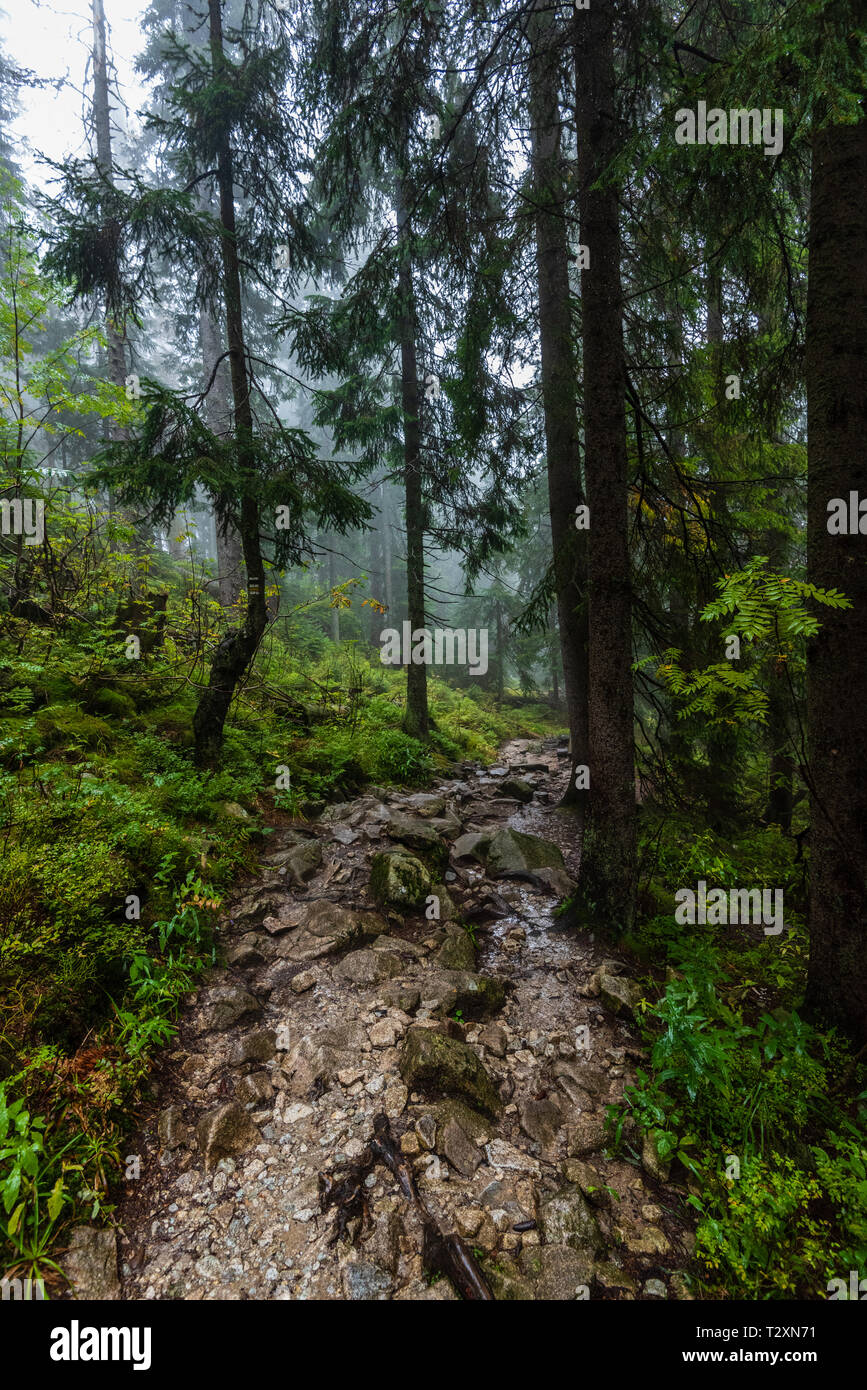 walking in wet misty autumn forest with fog and old trees. rain coming ...