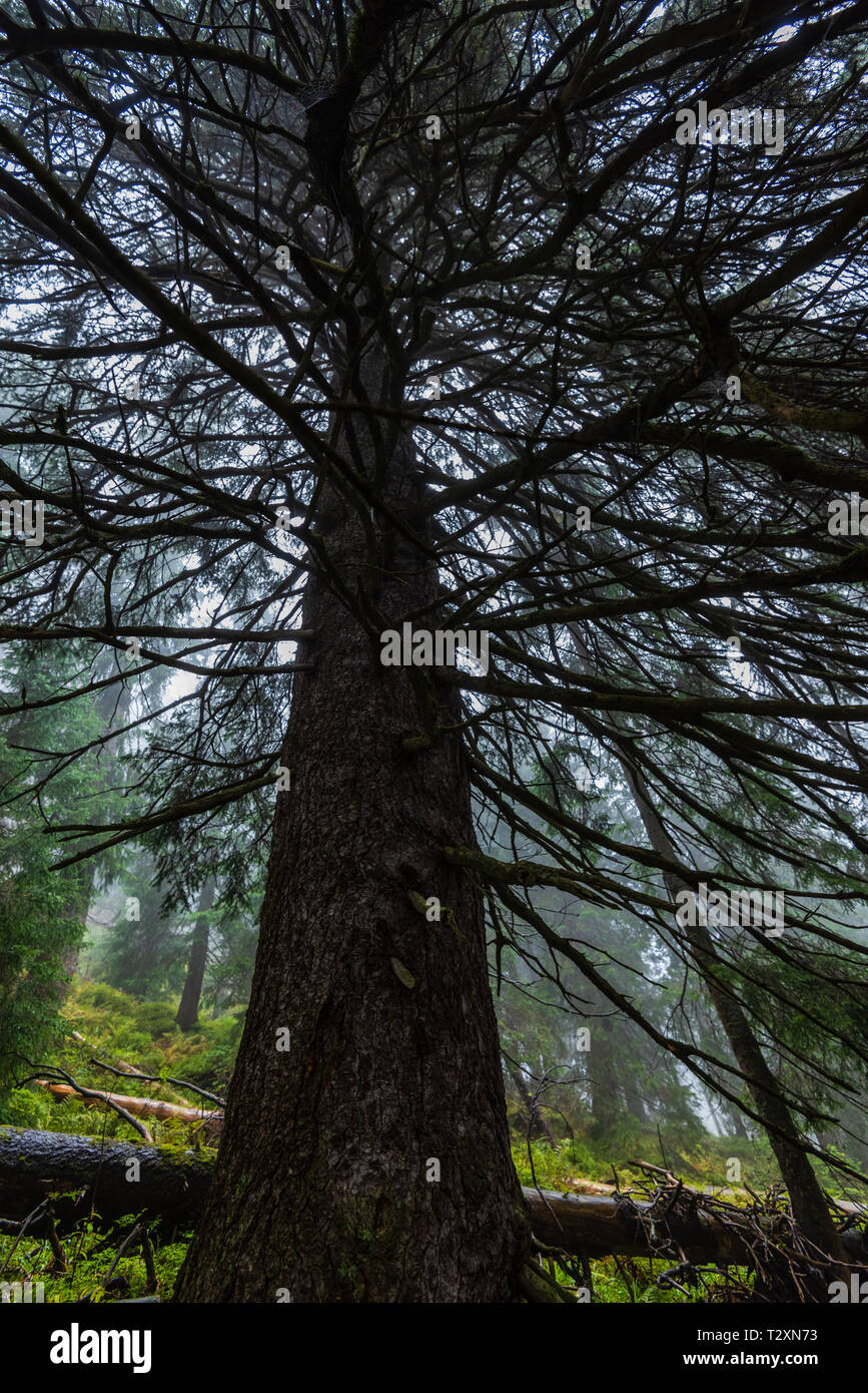 walking in wet misty autumn forest with fog and old trees. rain coming ...
