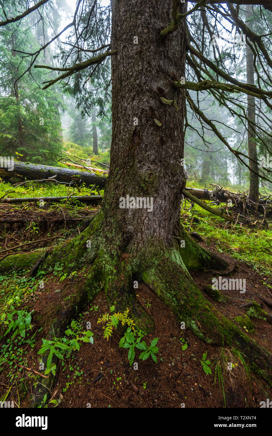 walking in wet misty autumn forest with fog and old trees. rain coming ...