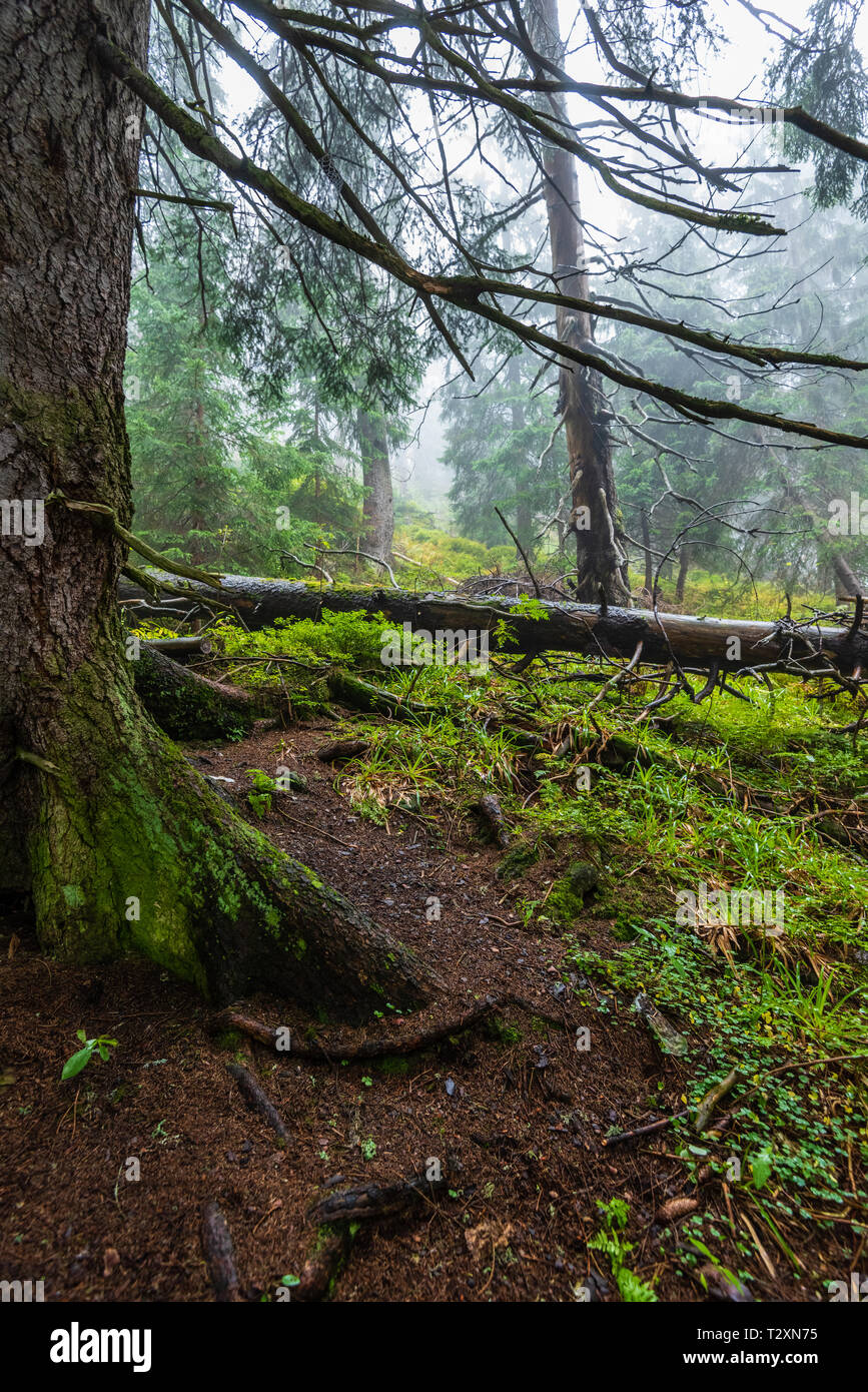 walking in wet misty autumn forest with fog and old trees. rain coming ...