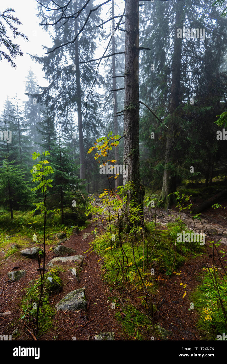 walking in wet misty autumn forest with fog and old trees. rain coming ...