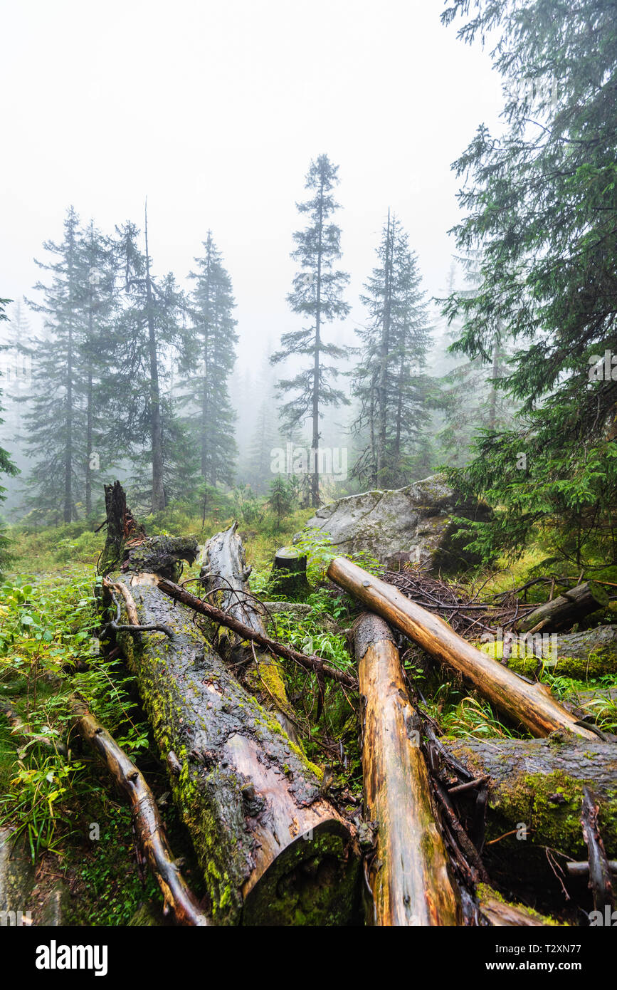 walking in wet misty autumn forest with fog and old trees. rain coming ...