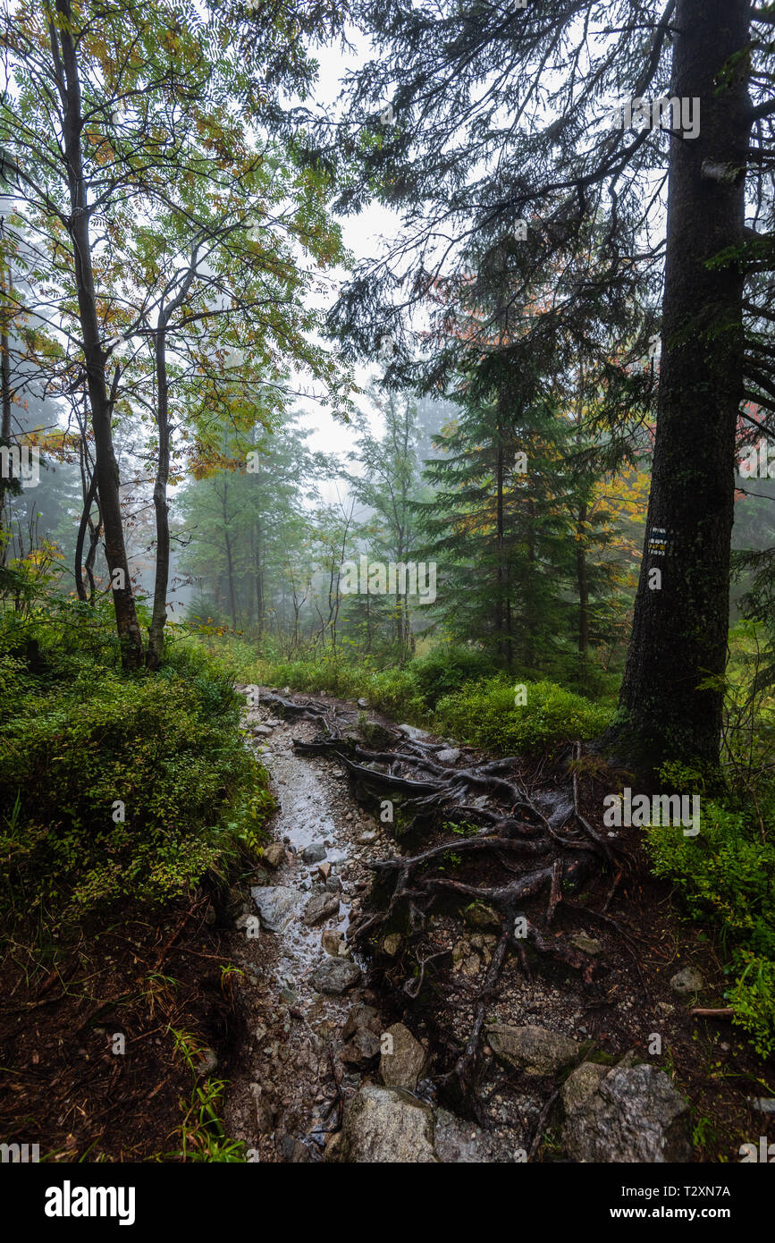 walking in wet misty autumn forest with fog and old trees. rain coming ...