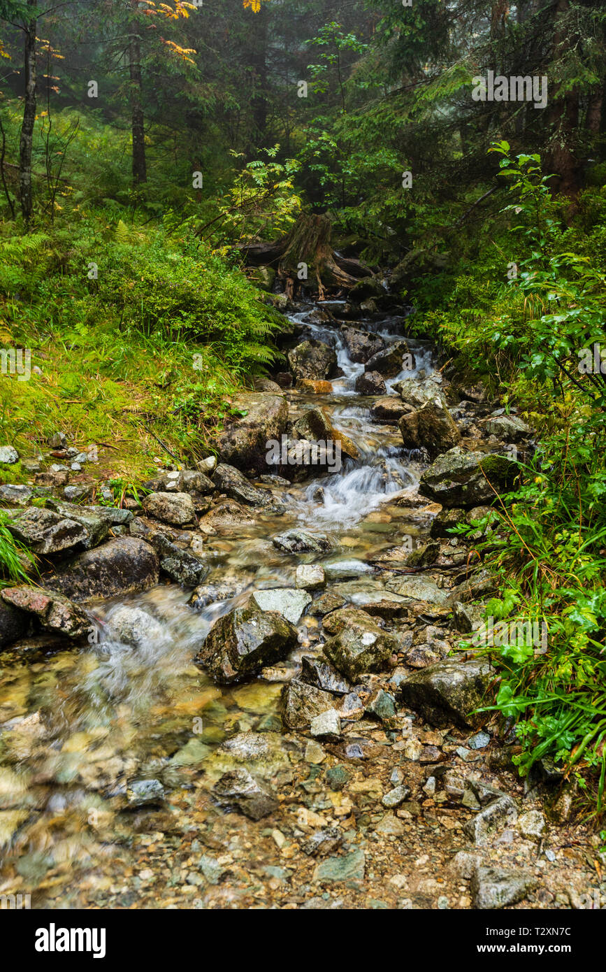 walking in wet misty autumn forest with fog and old trees. rain coming ...