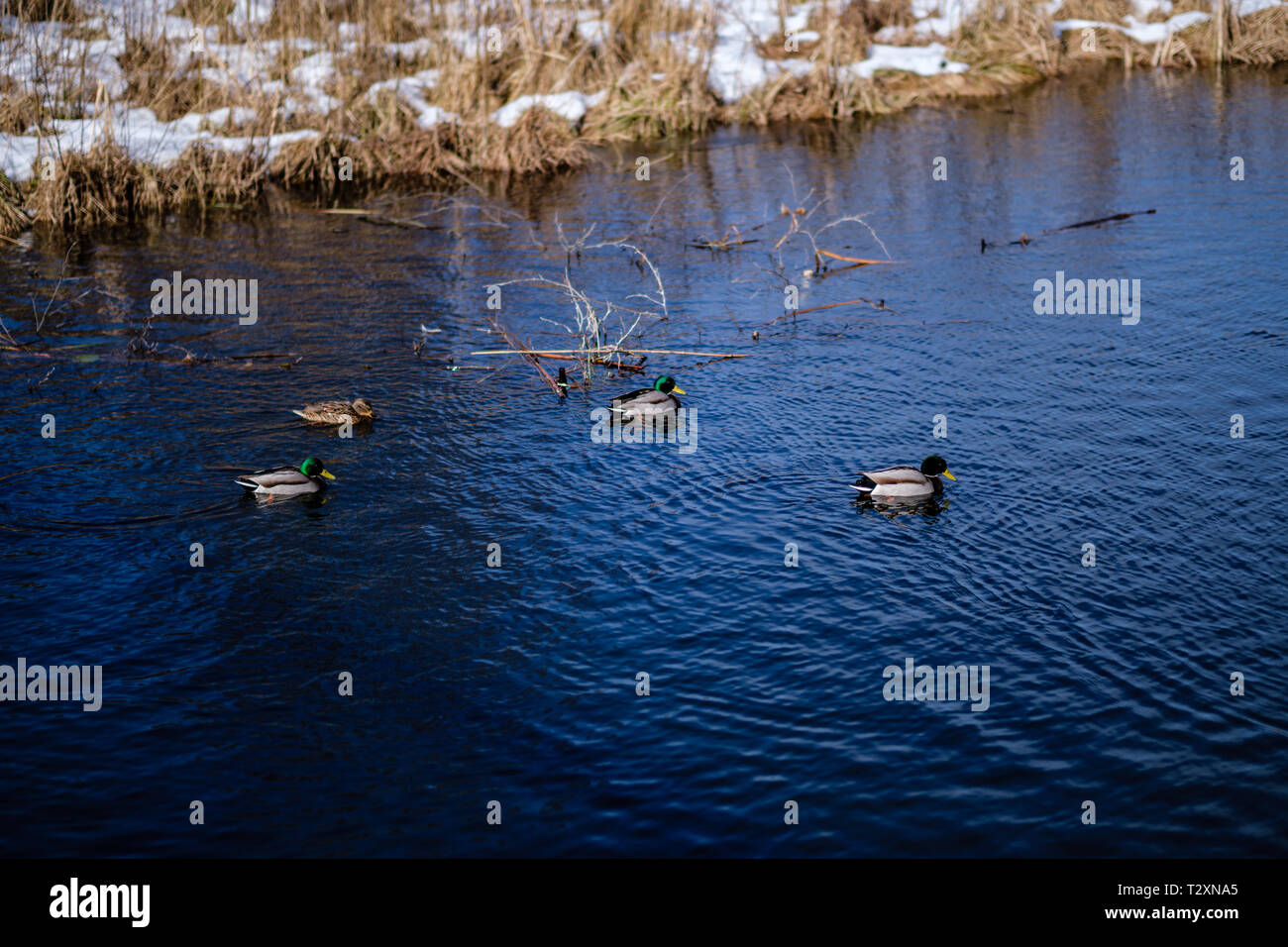 beautiful duck swimming in calm water with reflections Stock Photo - Alamy
