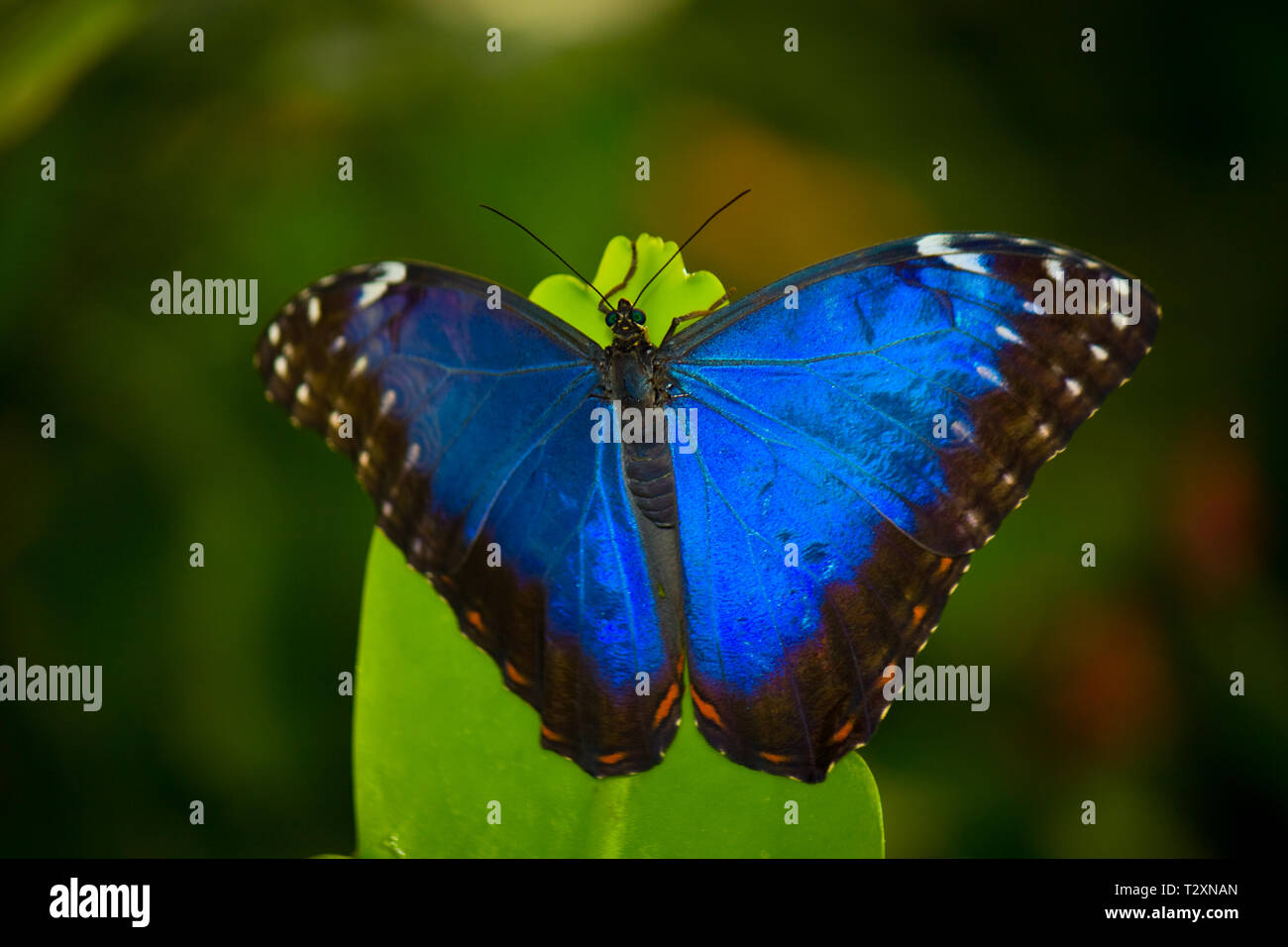 Wales insects hi-res stock photography and images - Alamy