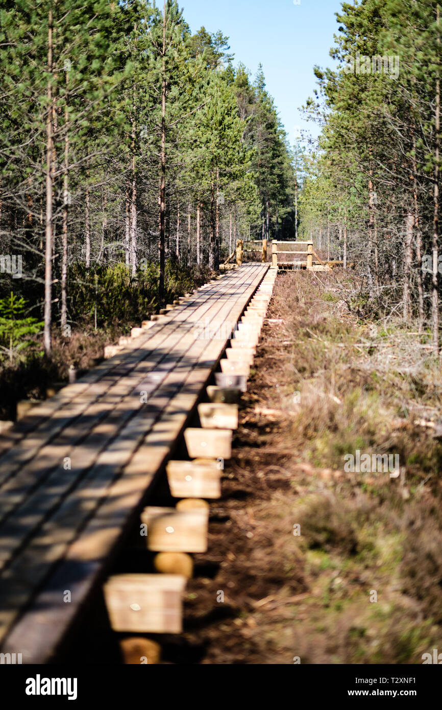 beautiful new wooden board walk for tourists in swamp with young pine ...