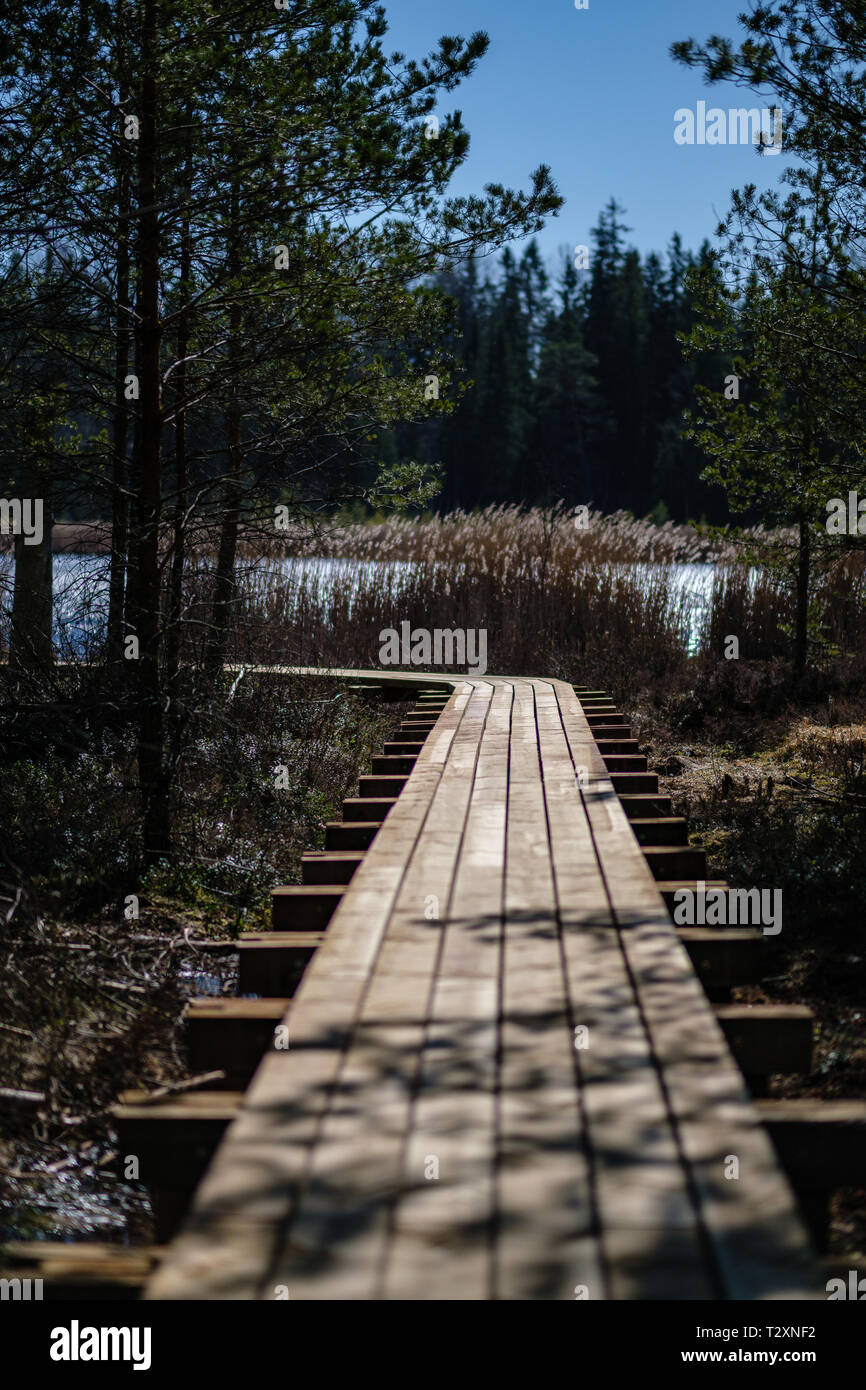 beautiful new wooden board walk for tourists in swamp with young pine ...