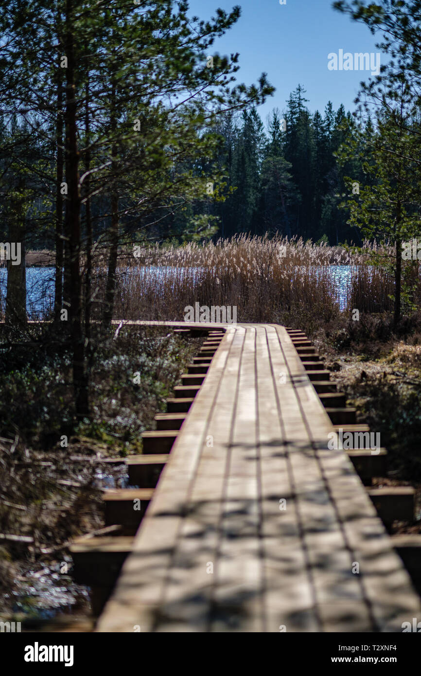 beautiful new wooden board walk for tourists in swamp with young pine ...