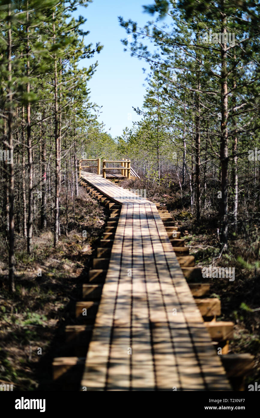 beautiful new wooden board walk for tourists in swamp with young pine ...