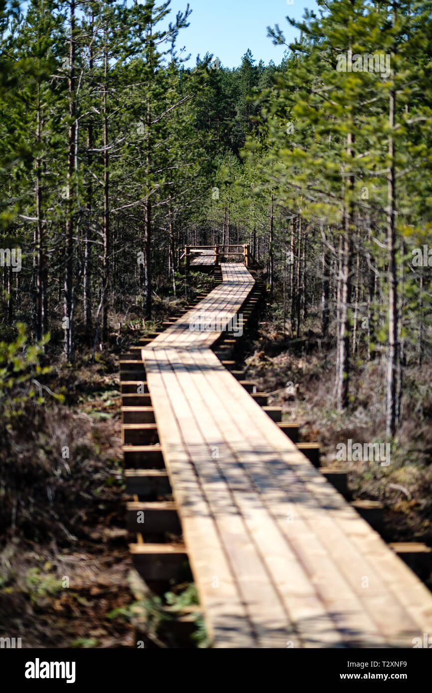 beautiful new wooden board walk for tourists in swamp with young pine ...