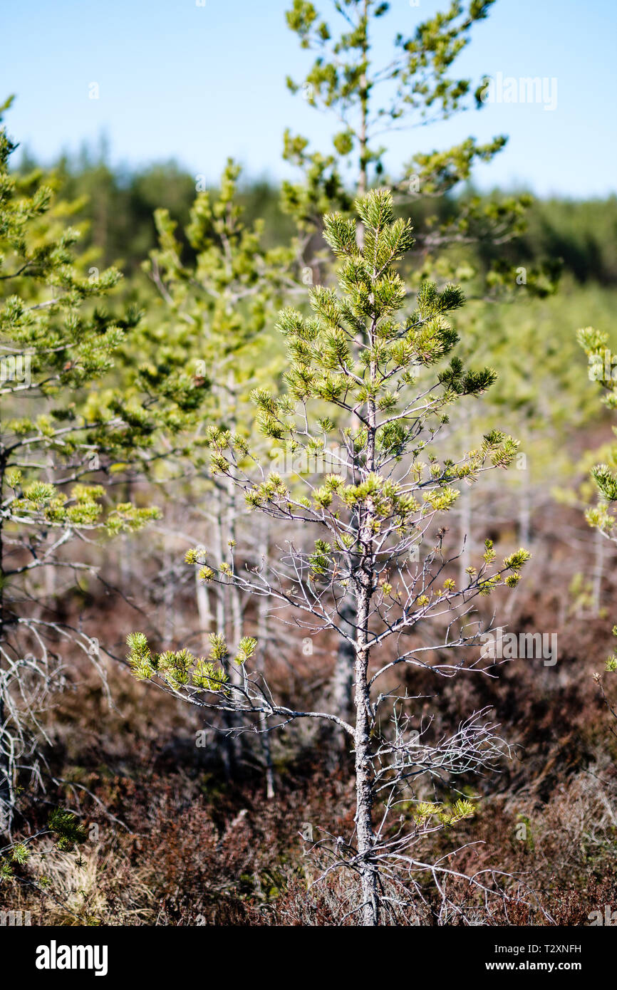young pine trees in swamp area with blur background. sunny spring day ...