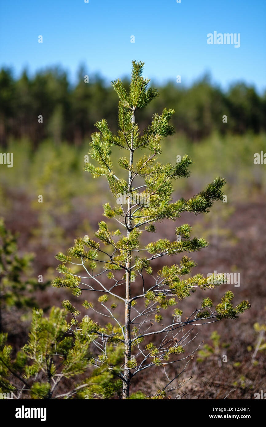 young pine trees in swamp area with blur background. sunny spring day ...