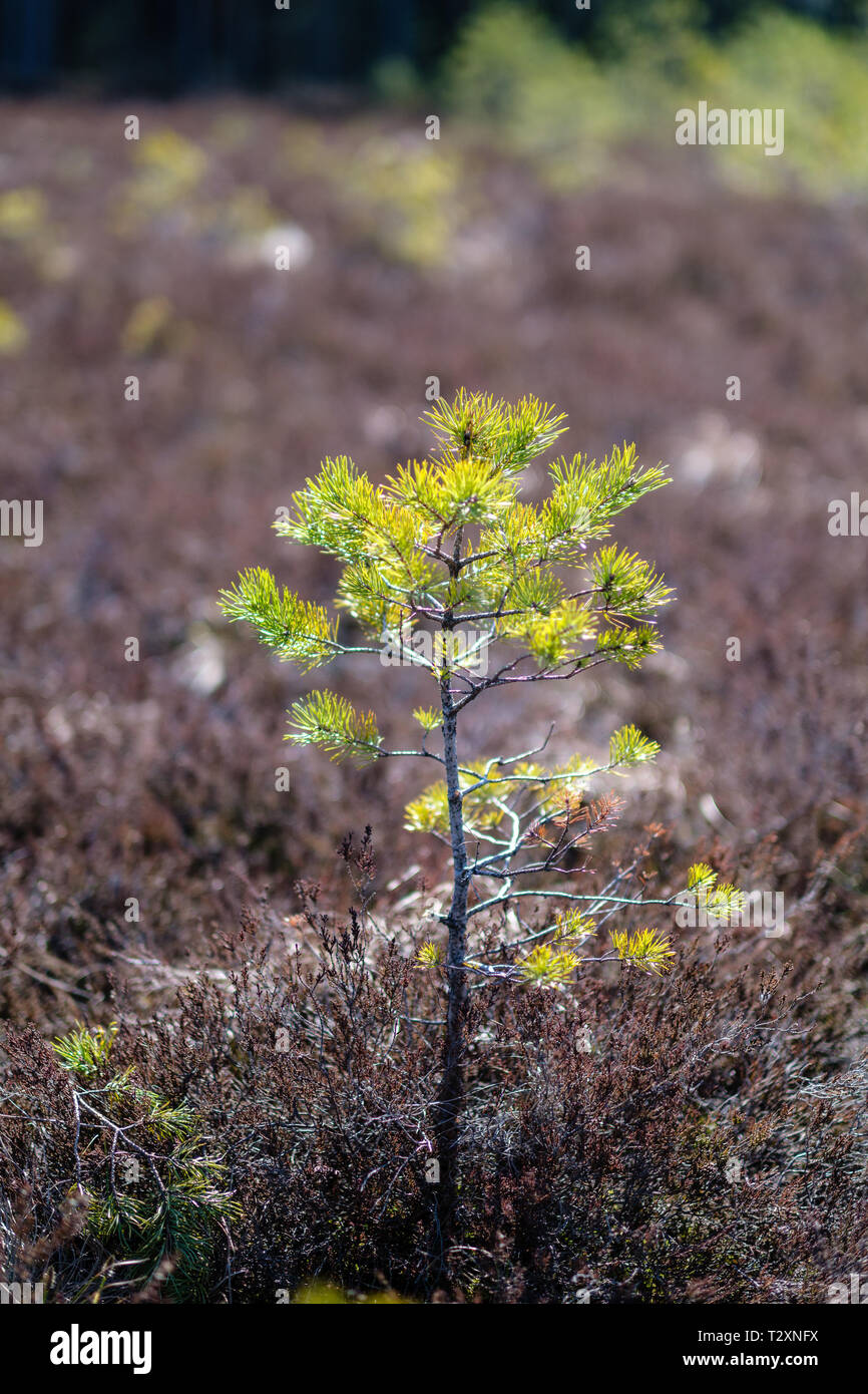 young pine trees in swamp area with blur background. sunny spring day ...
