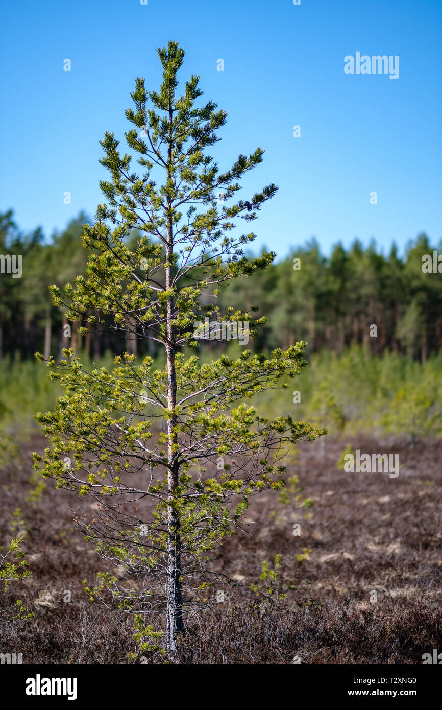 young pine trees in swamp area with blur background. sunny spring day ...