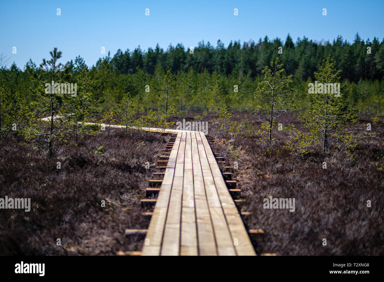 beautiful new wooden board walk for tourists in swamp with young pine ...