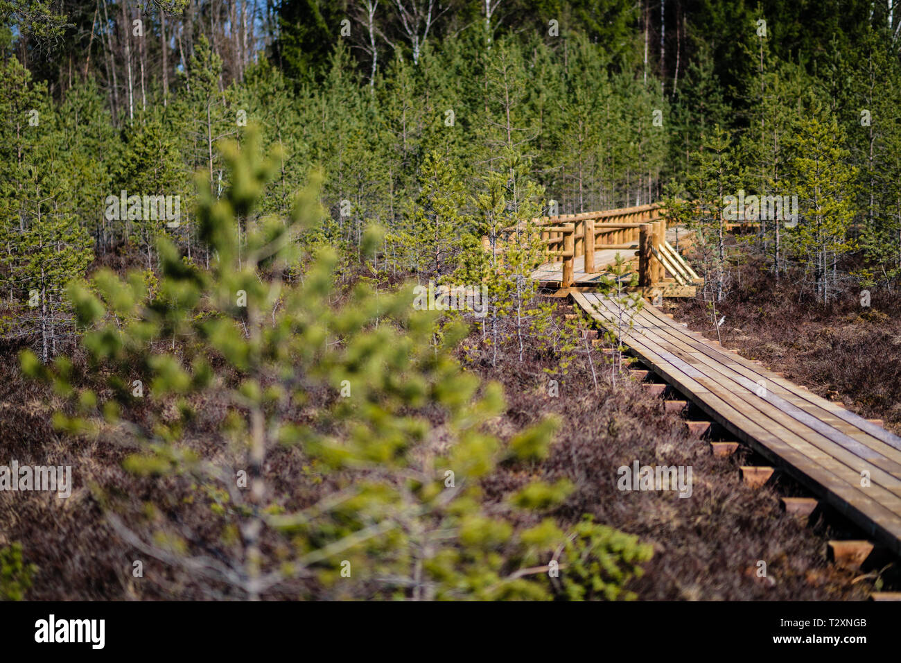 beautiful new wooden board walk for tourists in swamp with young pine ...