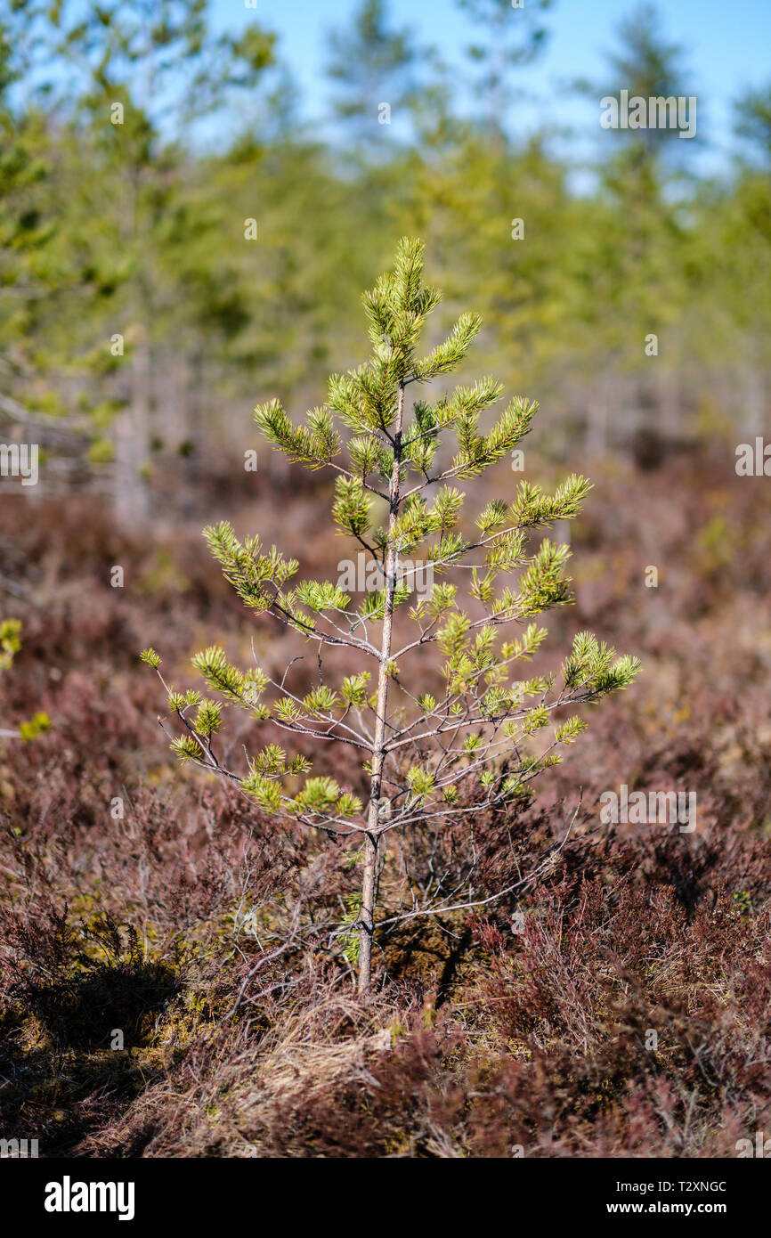 young pine trees in swamp area with blur background. sunny spring day ...
