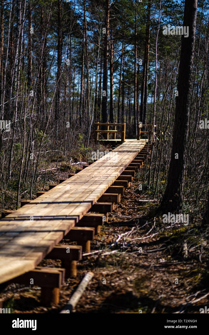 beautiful new wooden board walk for tourists in swamp with young pine ...