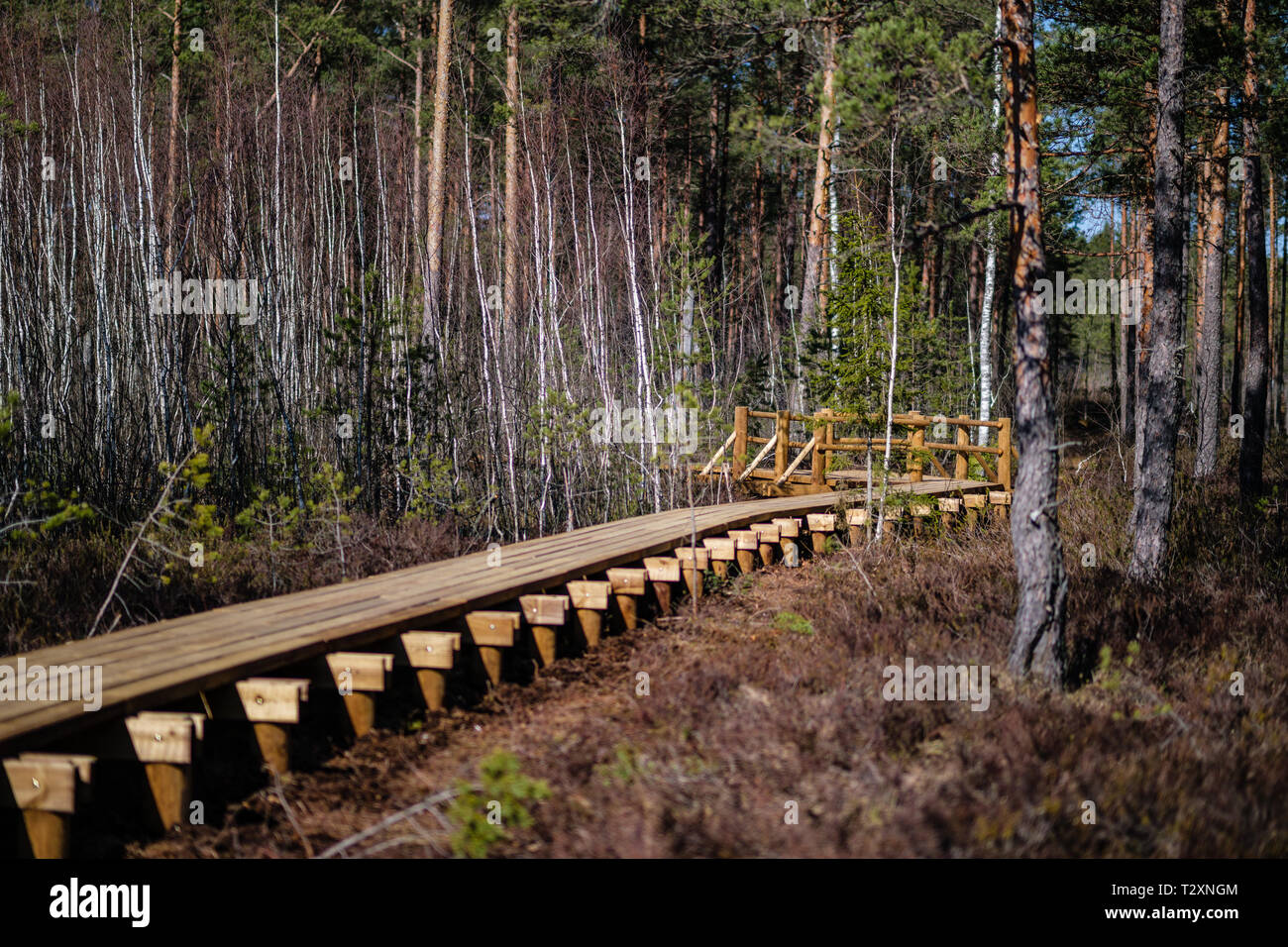 beautiful new wooden board walk for tourists in swamp with young pine ...