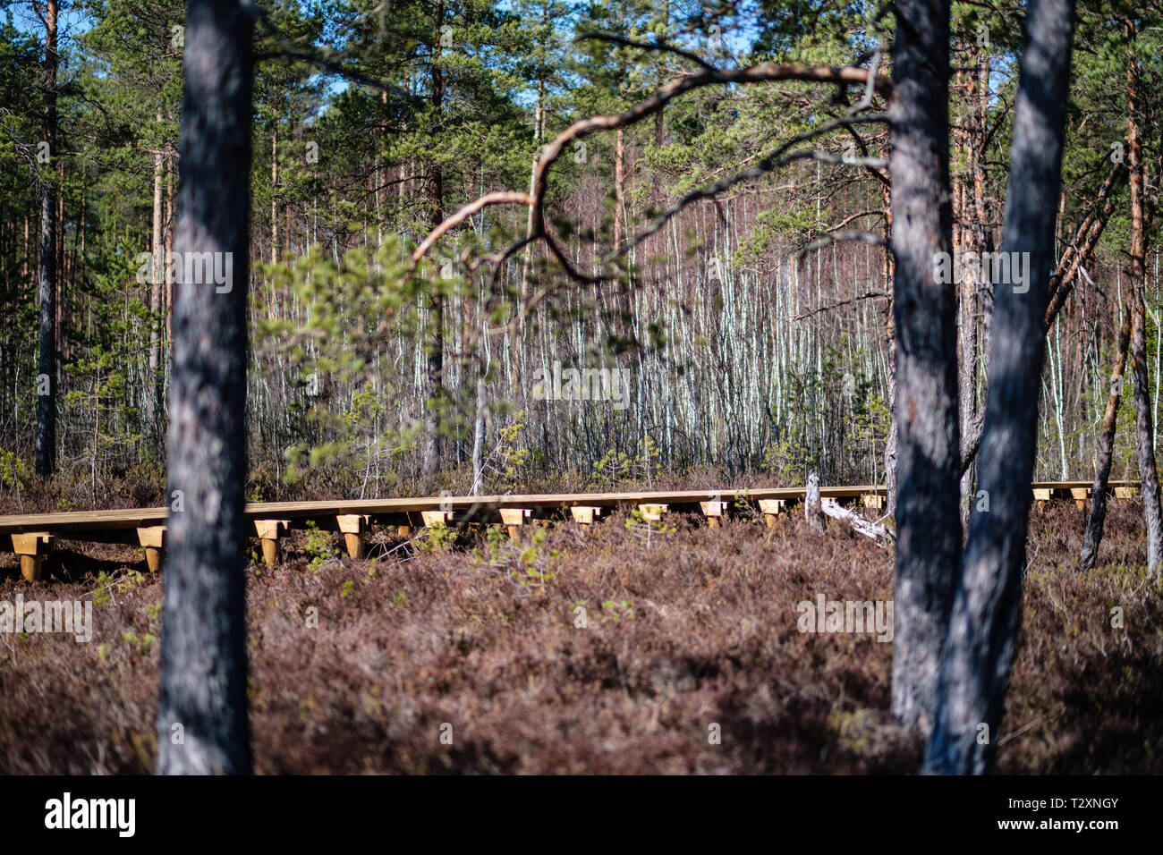 beautiful new wooden board walk for tourists in swamp with young pine ...