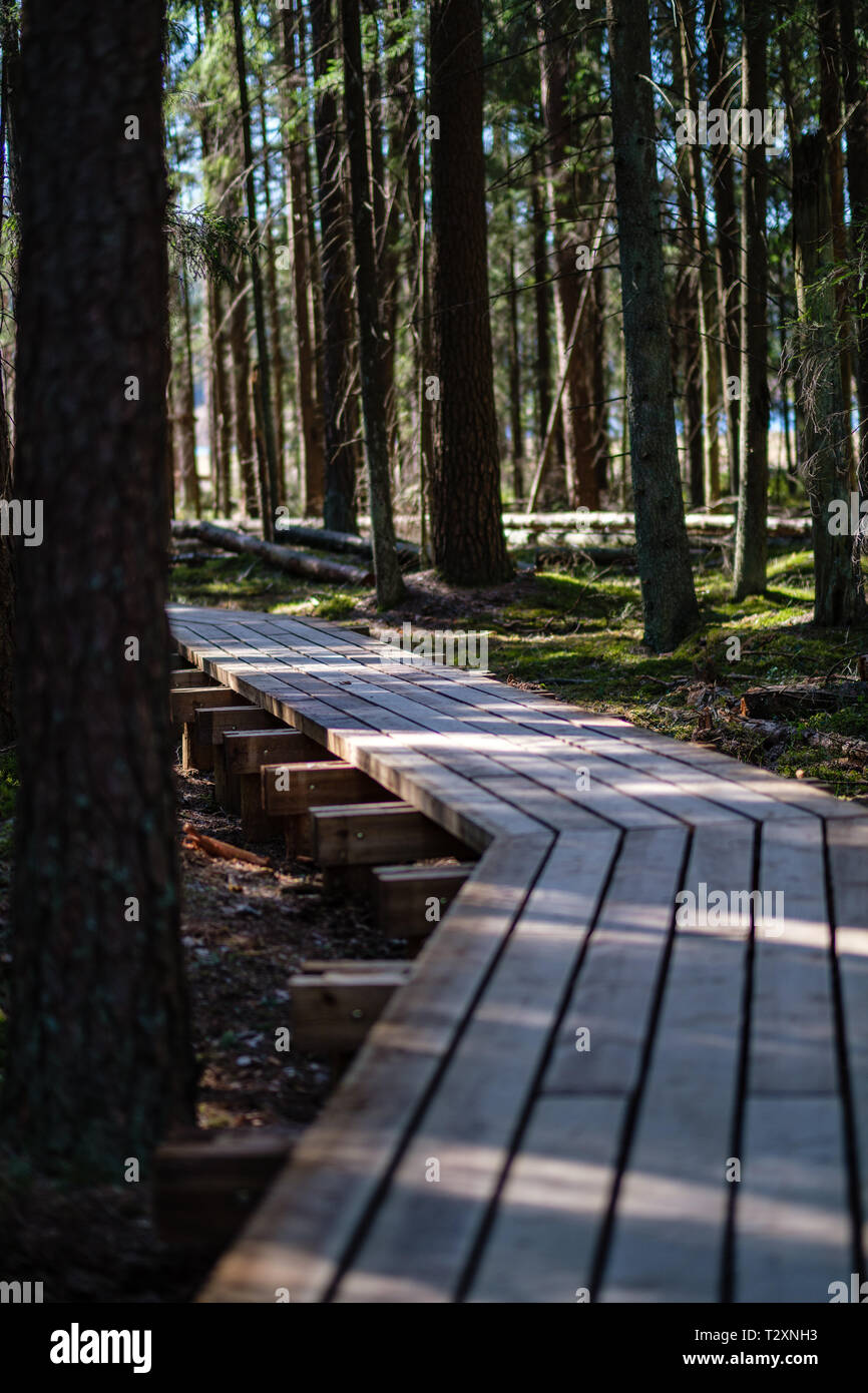 beautiful new wooden board walk for tourists in swamp with young pine ...