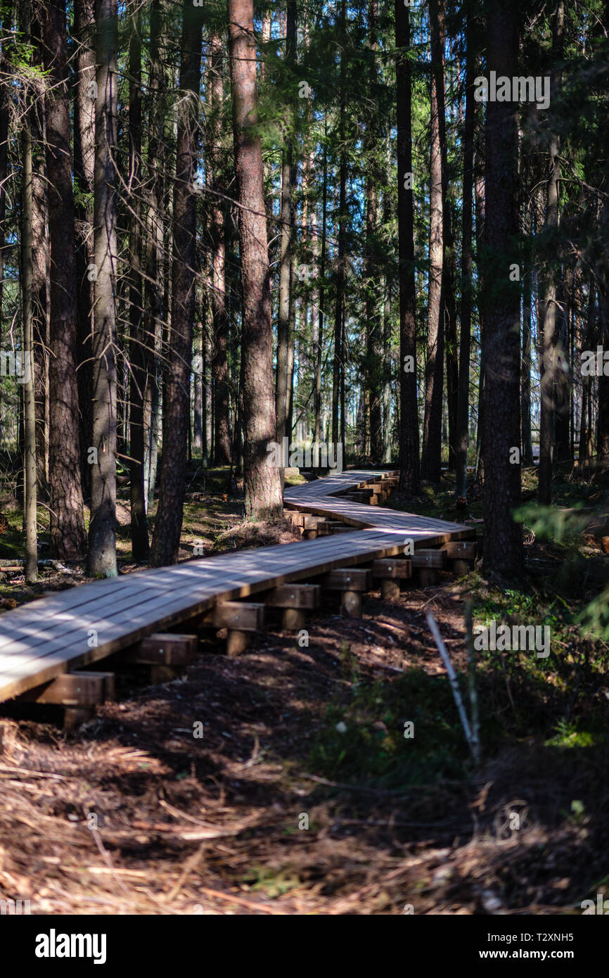 beautiful new wooden board walk for tourists in swamp with young pine ...