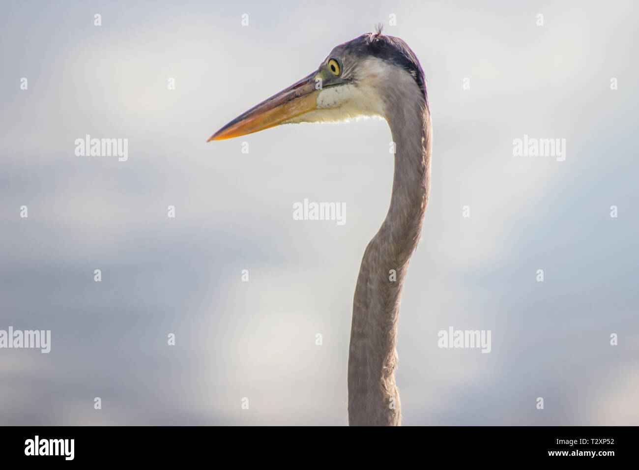 Stylishbird hi-res stock photography and images - Alamy