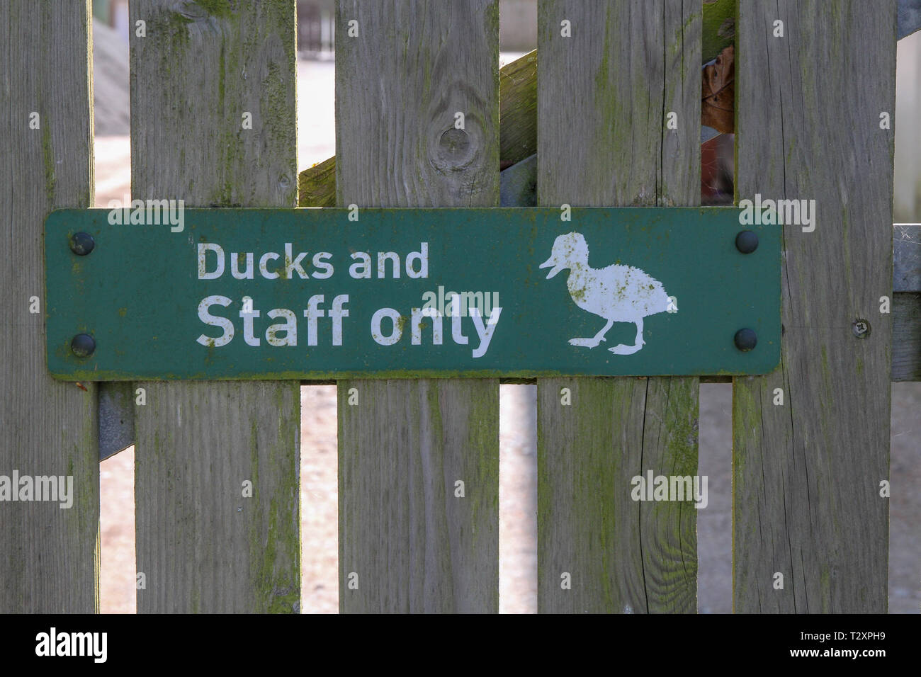 WWT Castle Espie reserve, Comber, County Down, Northern Ireland Stock ...