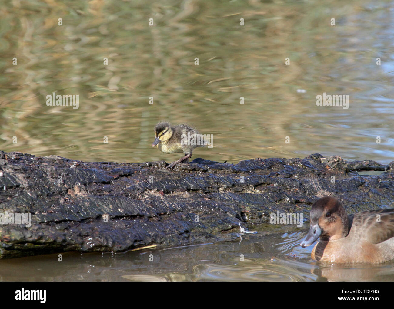 WWT Castle Espie reserve, Comber, County Down, Northern Ireland Stock ...