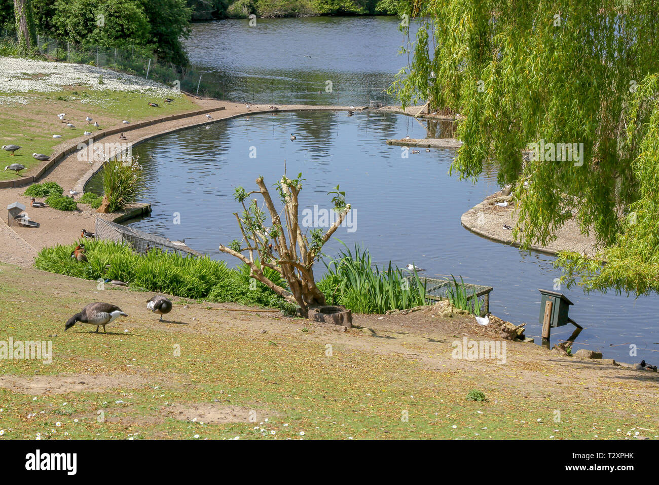 WWT Castle Espie reserve, Comber, County Down, Northern Ireland Stock ...