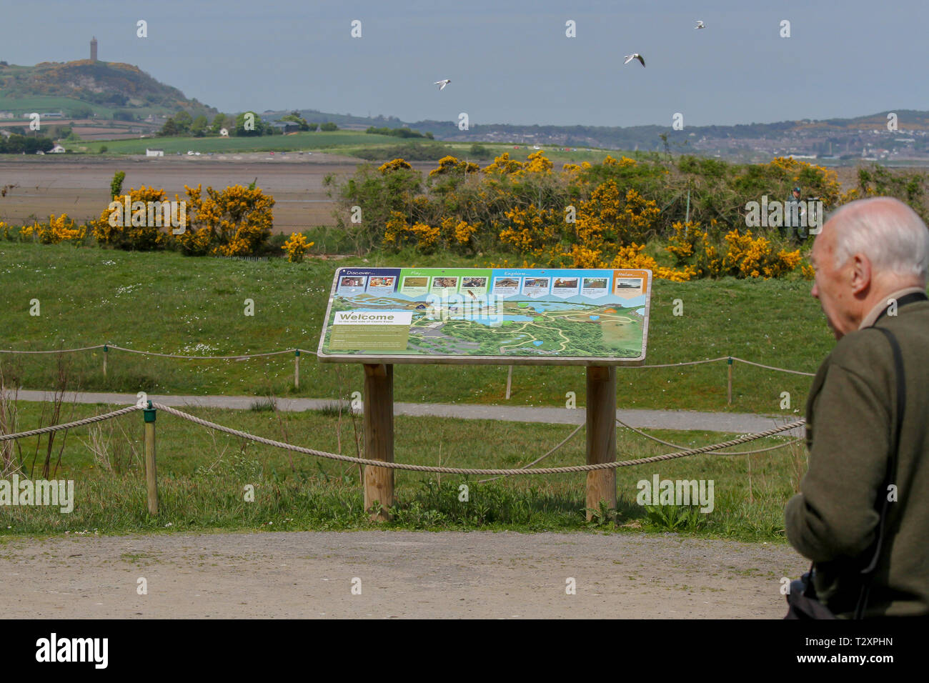 WWT Castle Espie reserve, Comber, County Down, Northern Ireland Stock ...