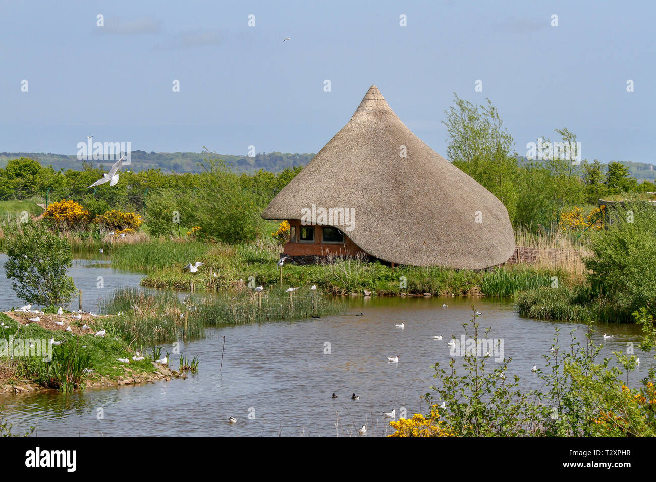 WWT Castle Espie reserve, Comber, County Down, Northern Ireland Stock ...