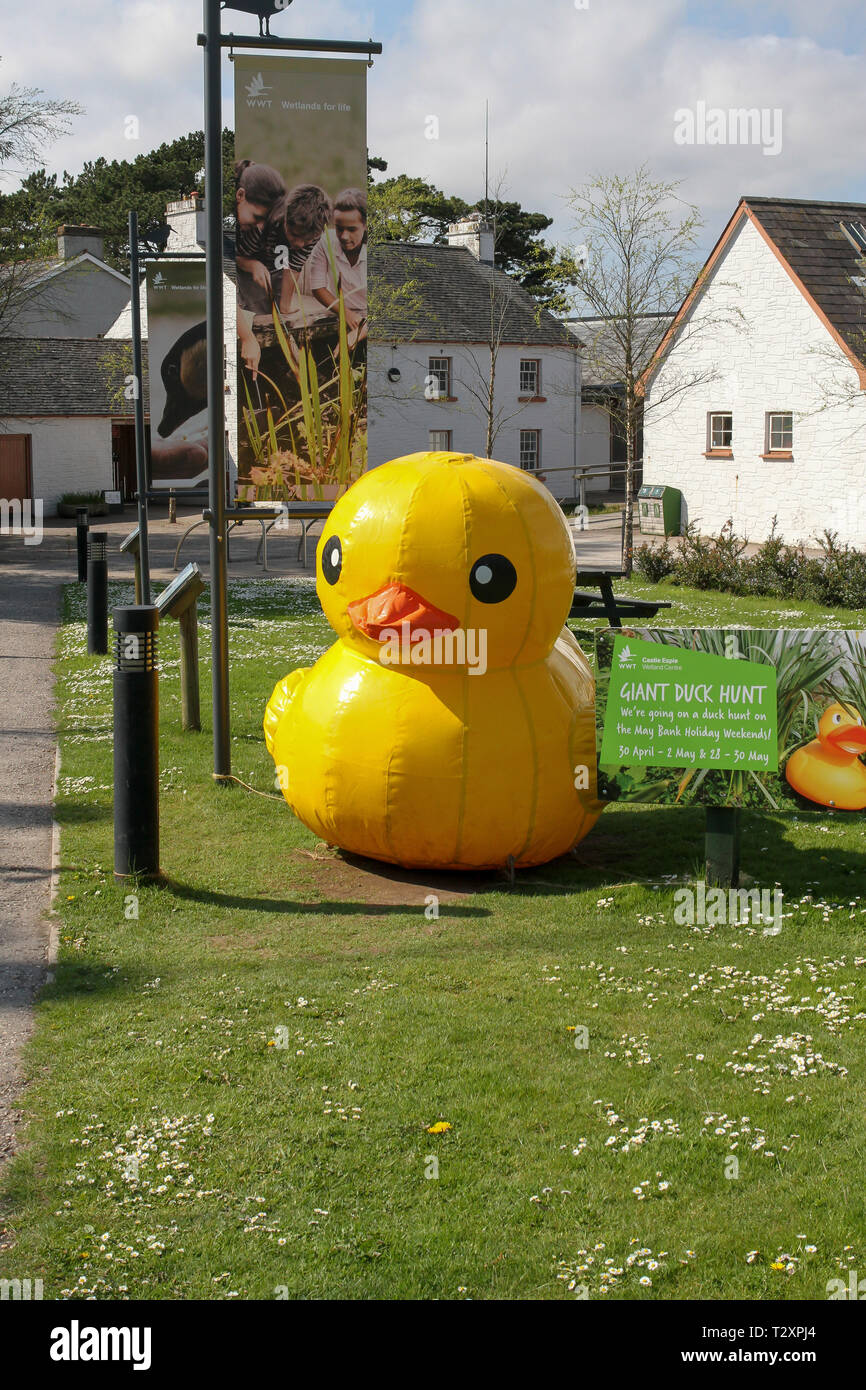 WWT Castle Espie reserve, Comber, County Down, Northern Ireland Stock ...
