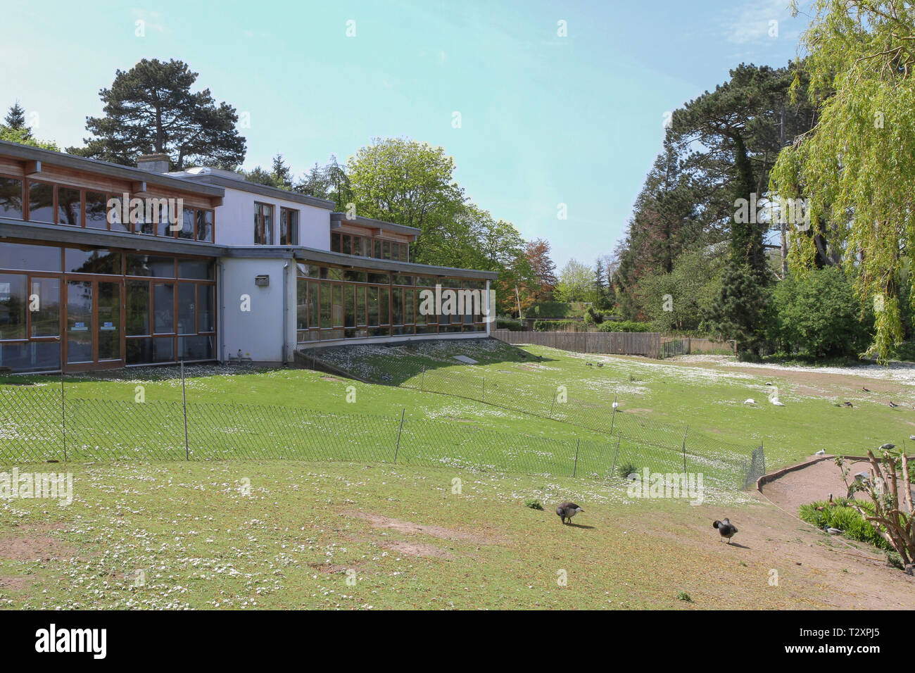 WWT Castle Espie reserve, Comber, County Down, Northern Ireland Stock ...