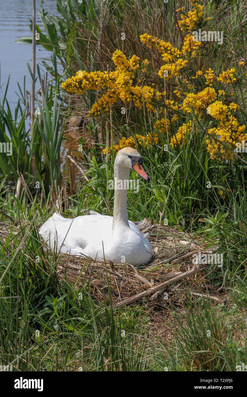 WWT Castle Espie reserve, Comber, County Down, Northern Ireland Stock ...