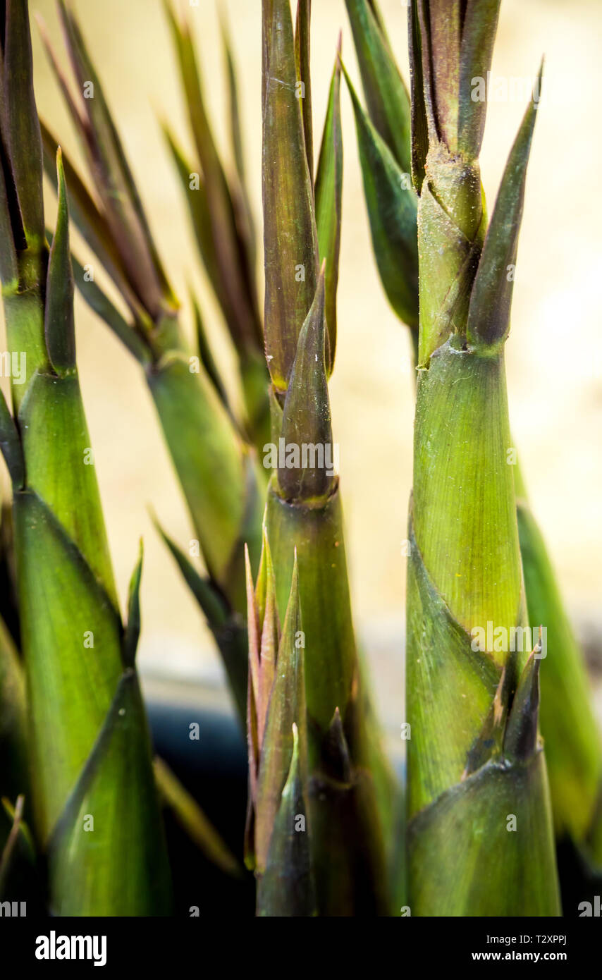 Texture of bamboo shoot, vegetable background Stock Photo - Alamy