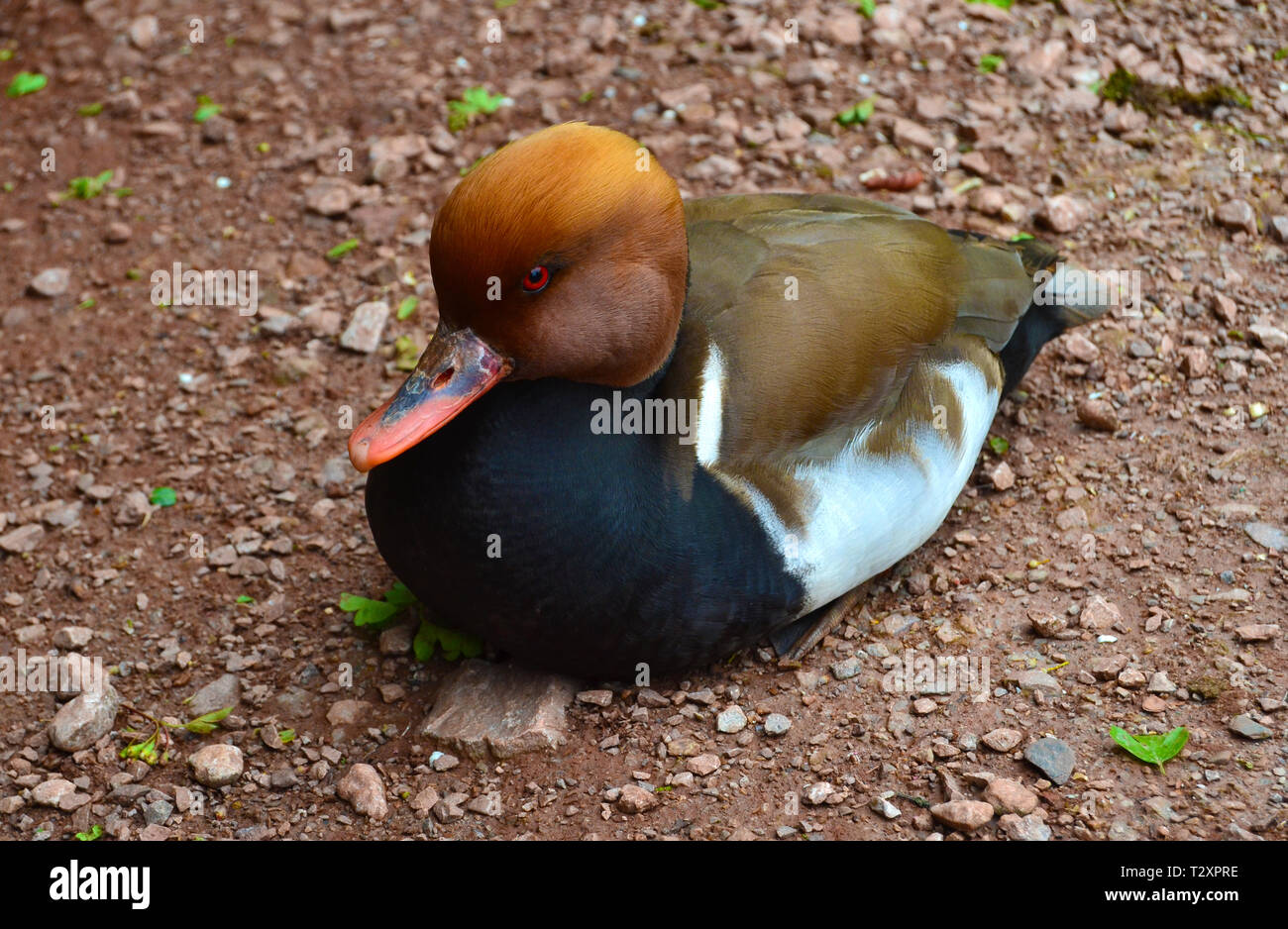White duck red face hi-res stock photography and images - Alamy