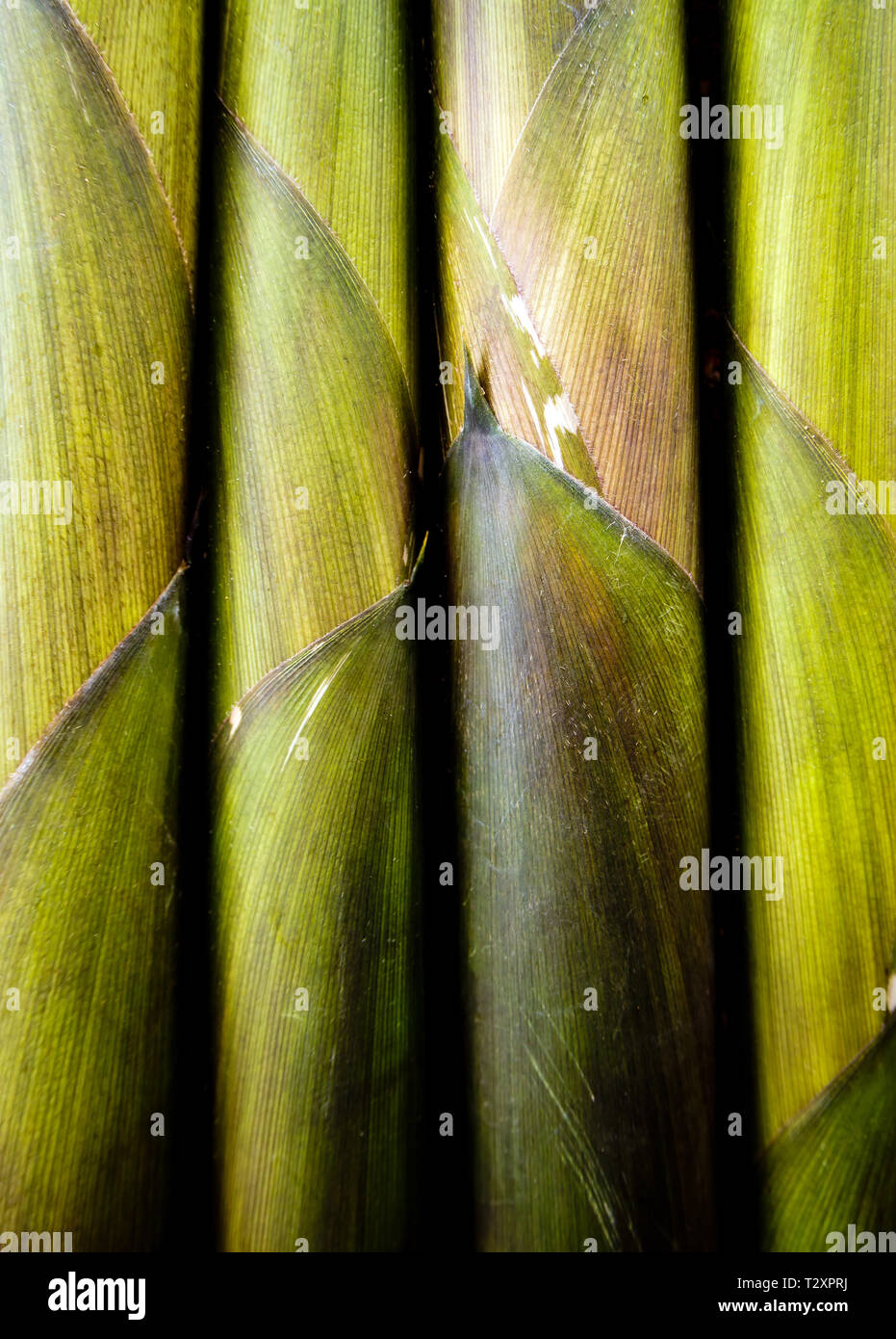 Texture of freshness bamboo shoot Stock Photo - Alamy