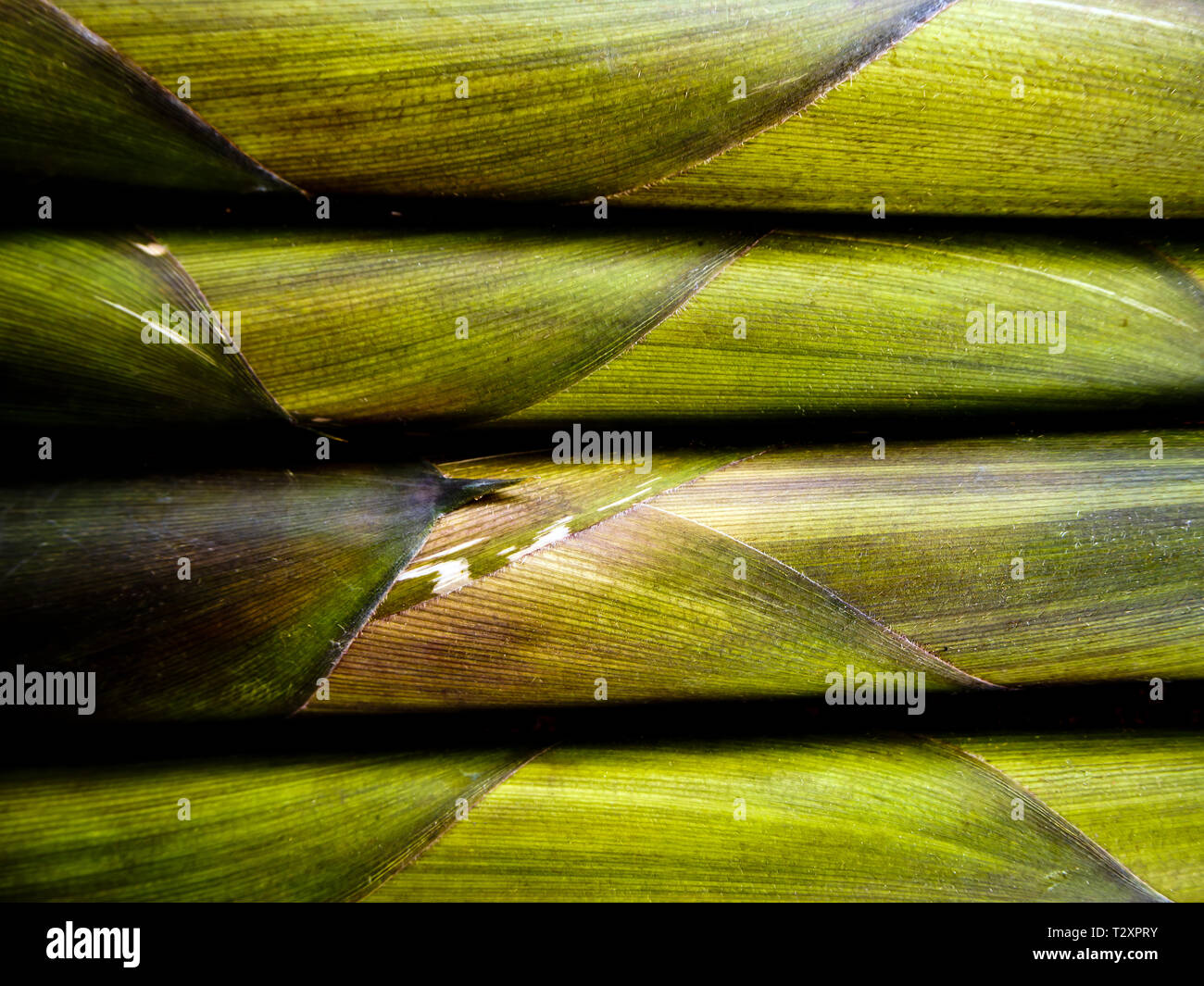 Bamboo Shoot Texture High Resolution Stock Photography and Images - Alamy
