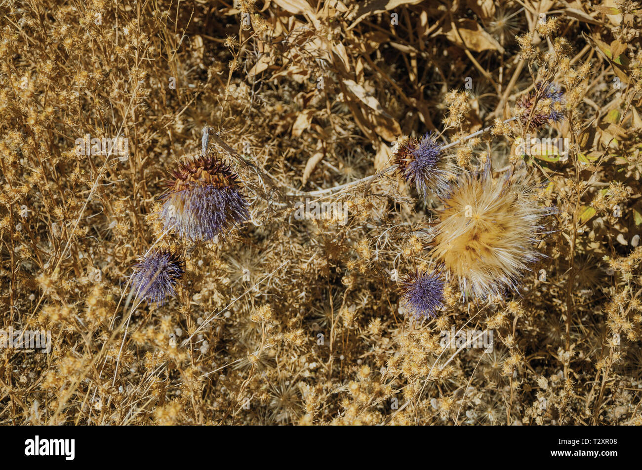 Dry bush with prickly leaves and quaint flowers at the Teleferico Park ...