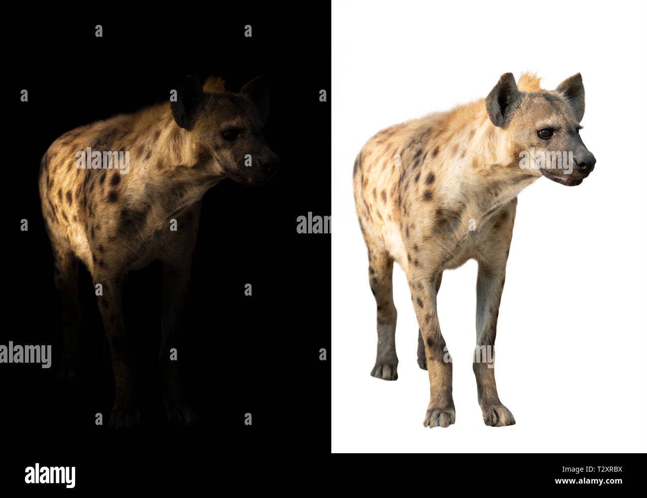 spotted hyena standing in the dark and white background Stock Photo - Alamy