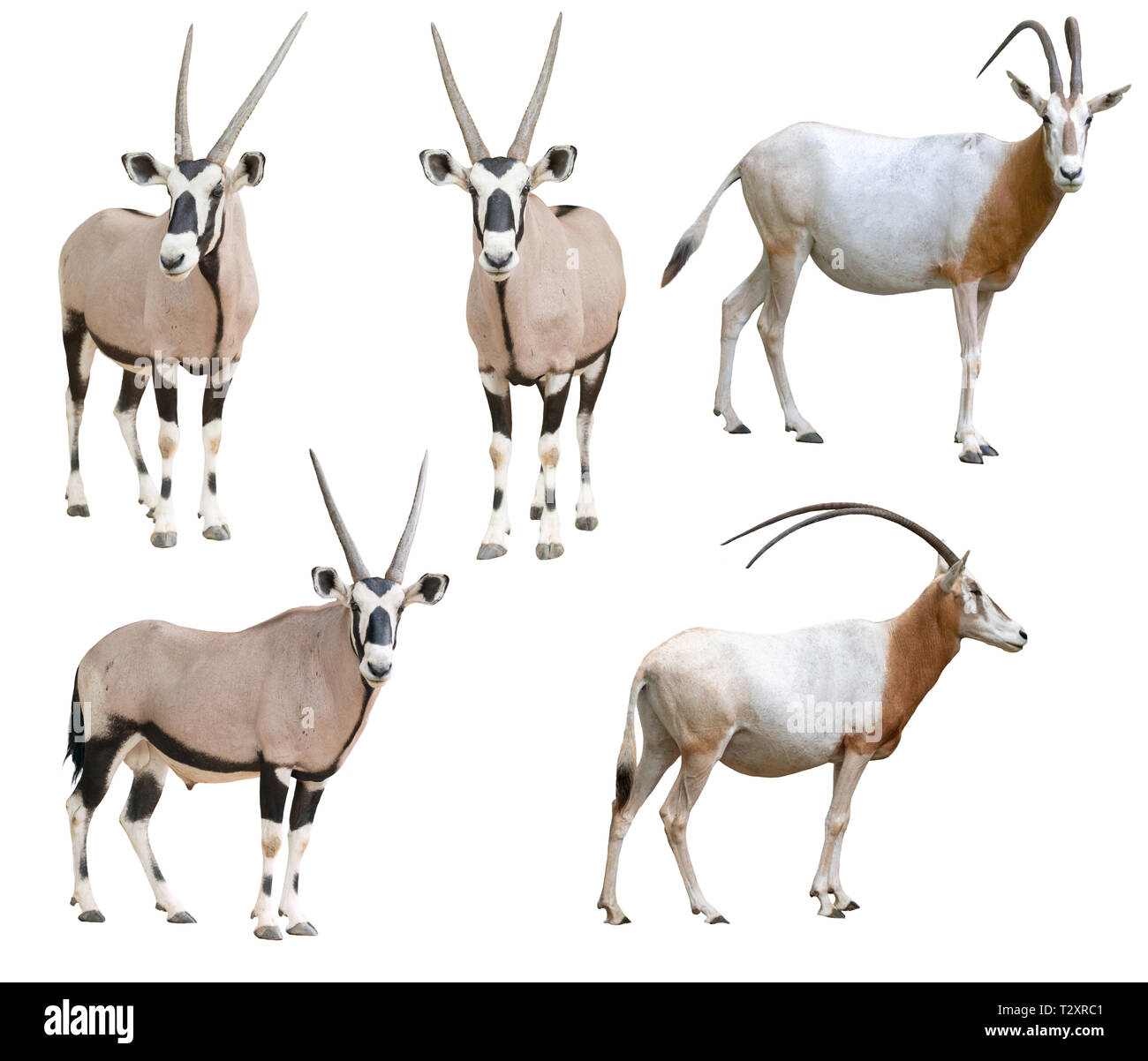 scimitar horned oryx and gemsbok isolated on white background Stock ...