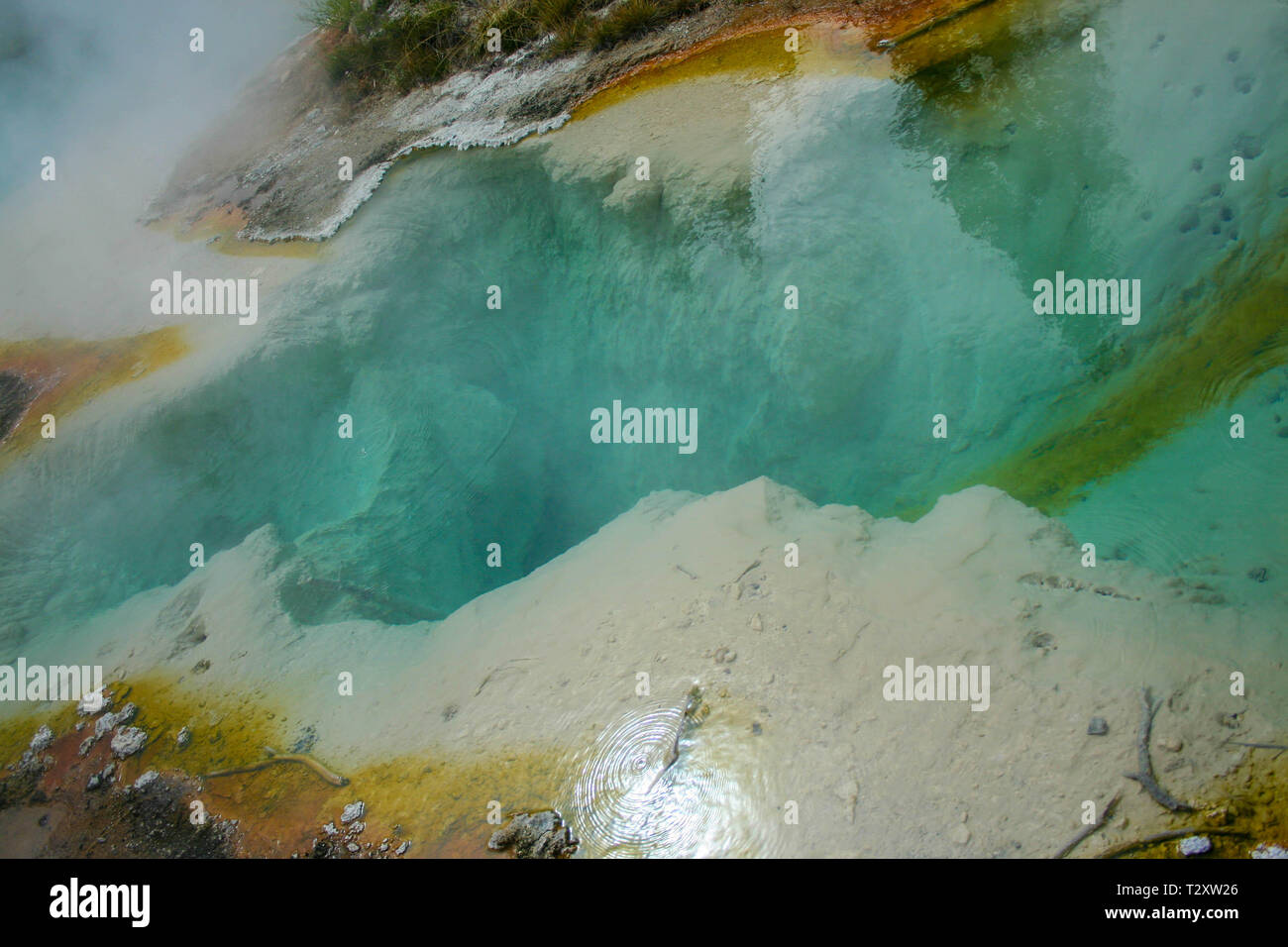 Yellowstone national park and geyser pools Stock Photo - Alamy