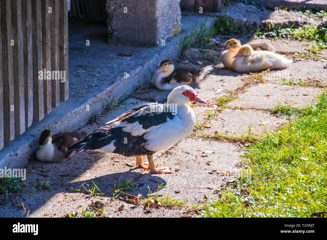Domestic gooses hi-res stock photography and images - Alamy