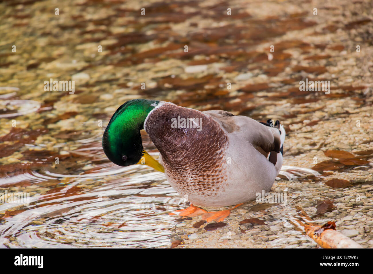 duck scratching her body Stock Photo - Alamy