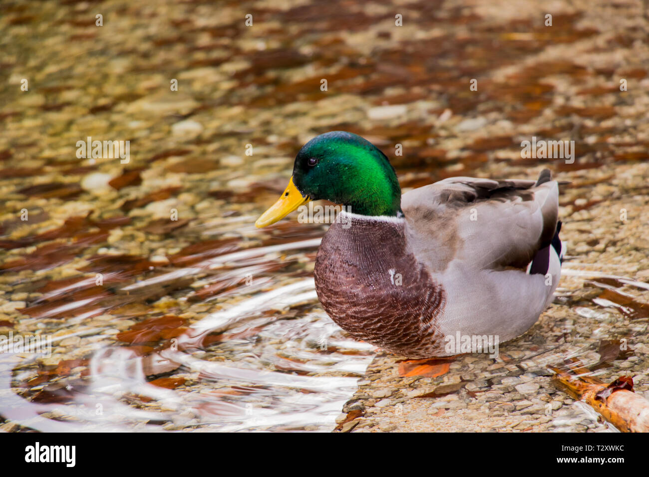 pretty duck staring into water Stock Photo - Alamy